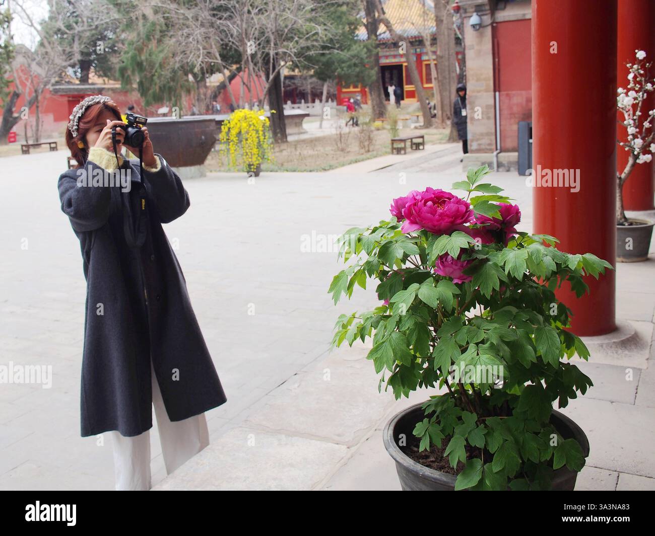 Spring flowers bloom at the Palace Museum in Beijing, China, 14 March ...