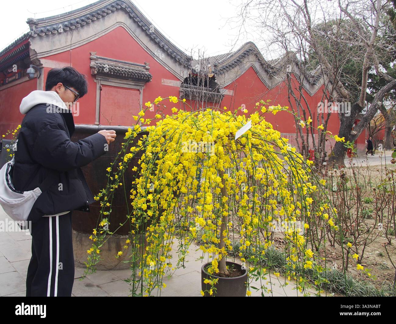 Spring flowers bloom at the Palace Museum in Beijing, China, 14 March ...