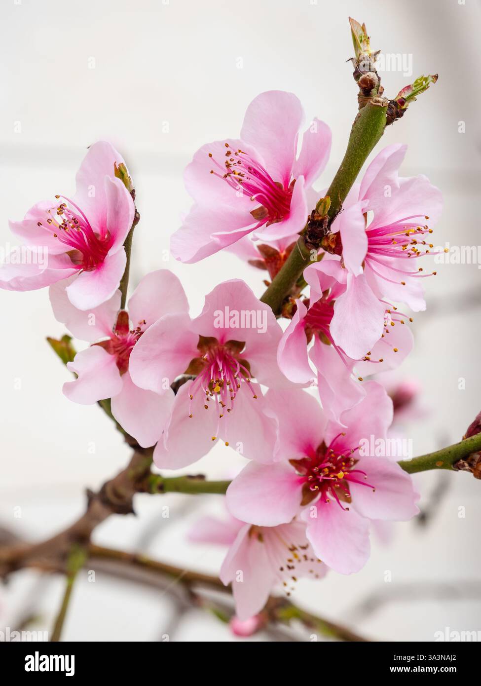 Peregrine flower hi-res stock photography and images - Alamy