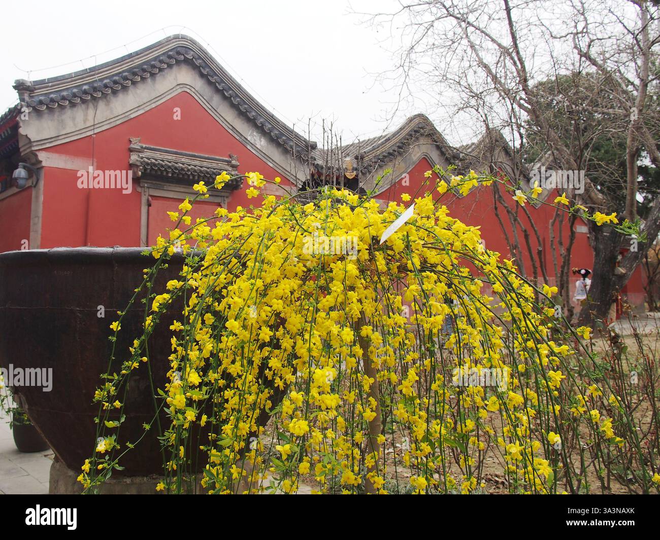 Spring flowers bloom at the Palace Museum in Beijing, China, 14 March ...