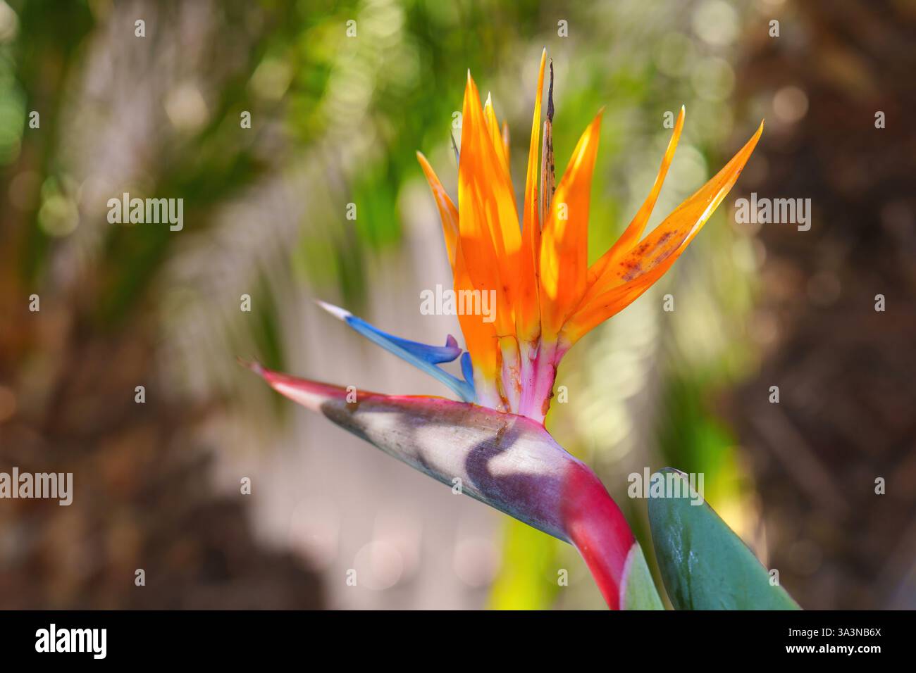 Focused view of elegant Strelitzia reginae showcasing rich colors and ...