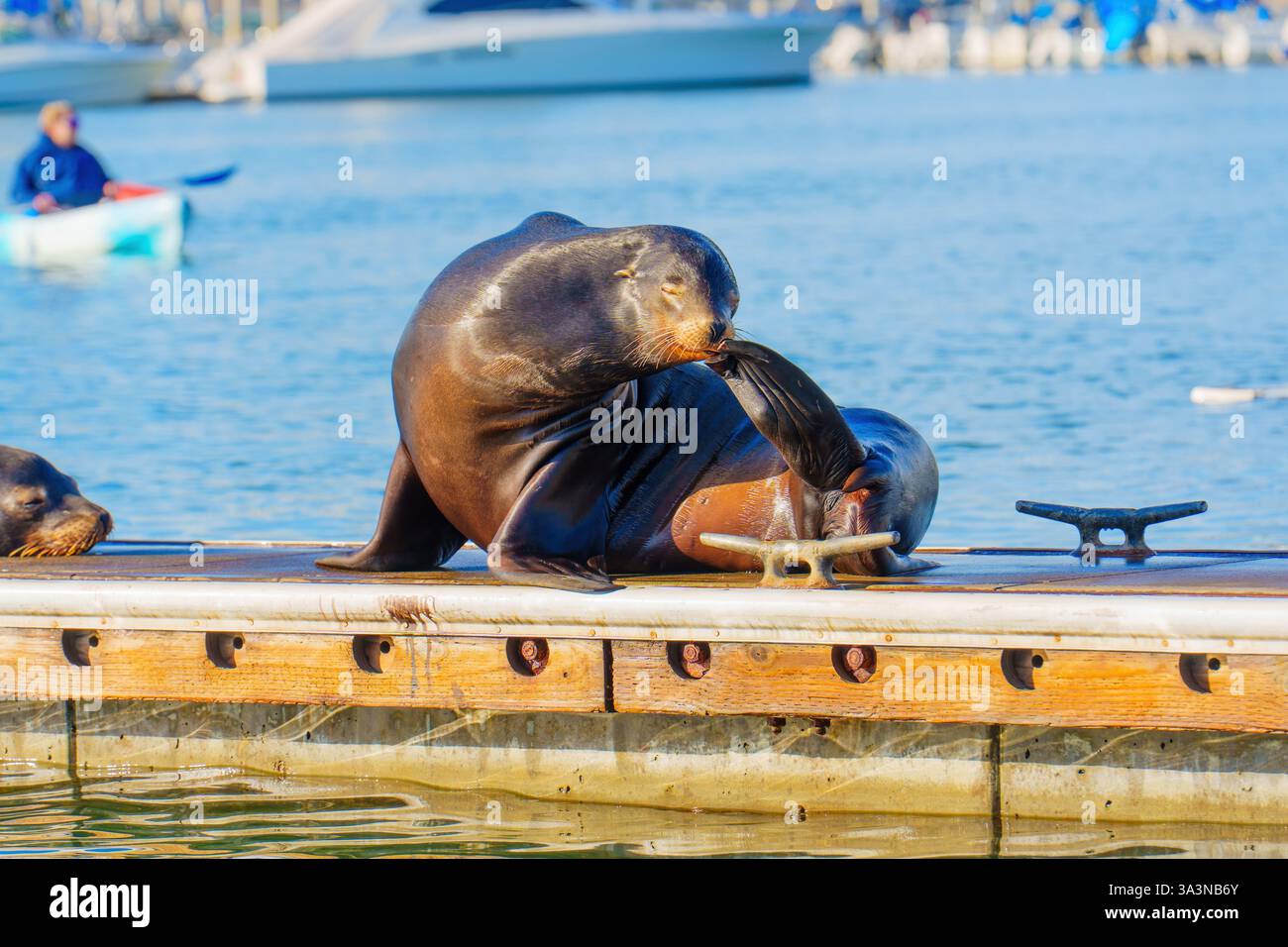 Playful sea lion lounging on dock, enjoying sunny day, carefree ...