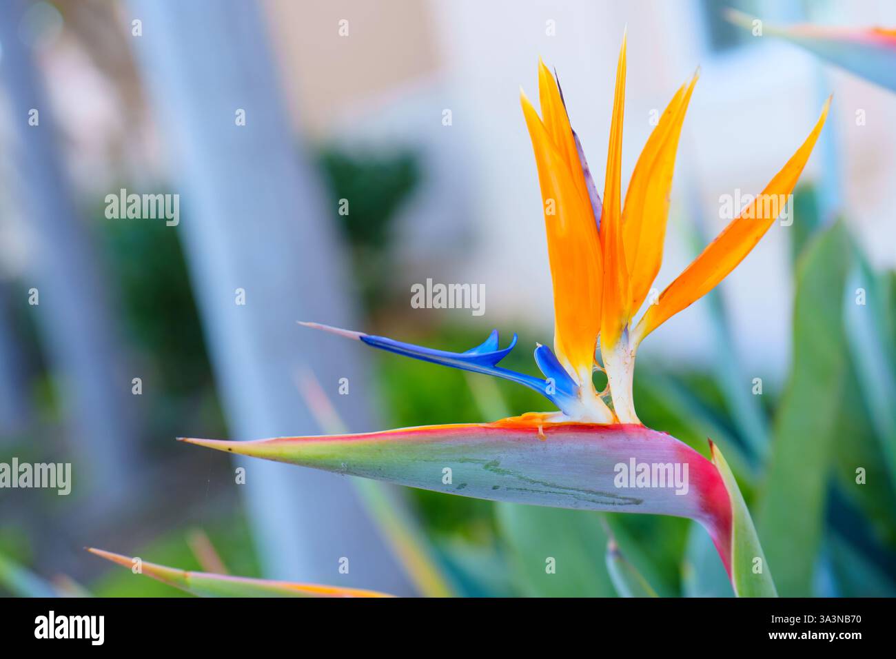 Single Strelitzia reginae flower showcasing bright orange and blue ...