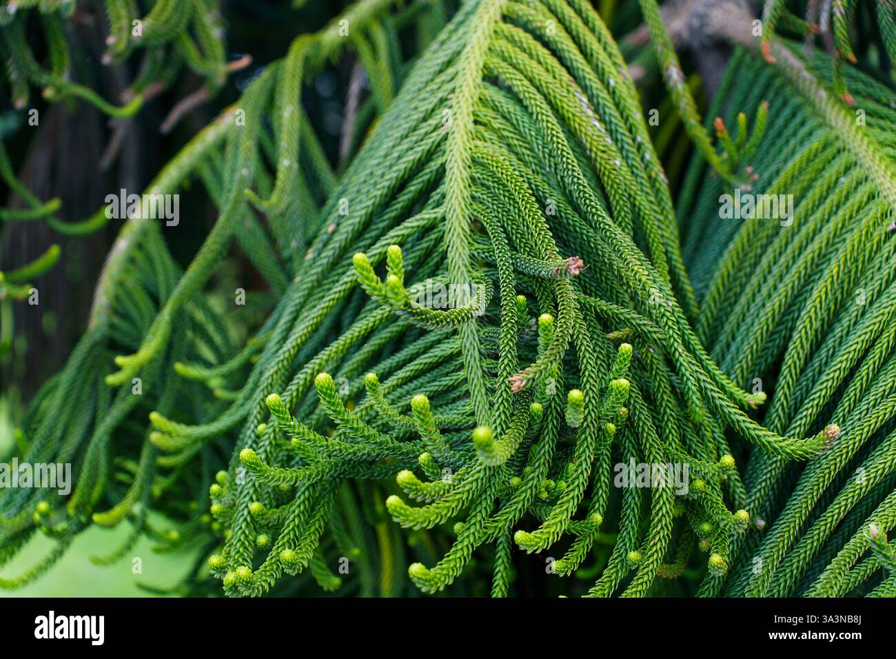 Distinctive branching patterns hi-res stock photography and images - Alamy