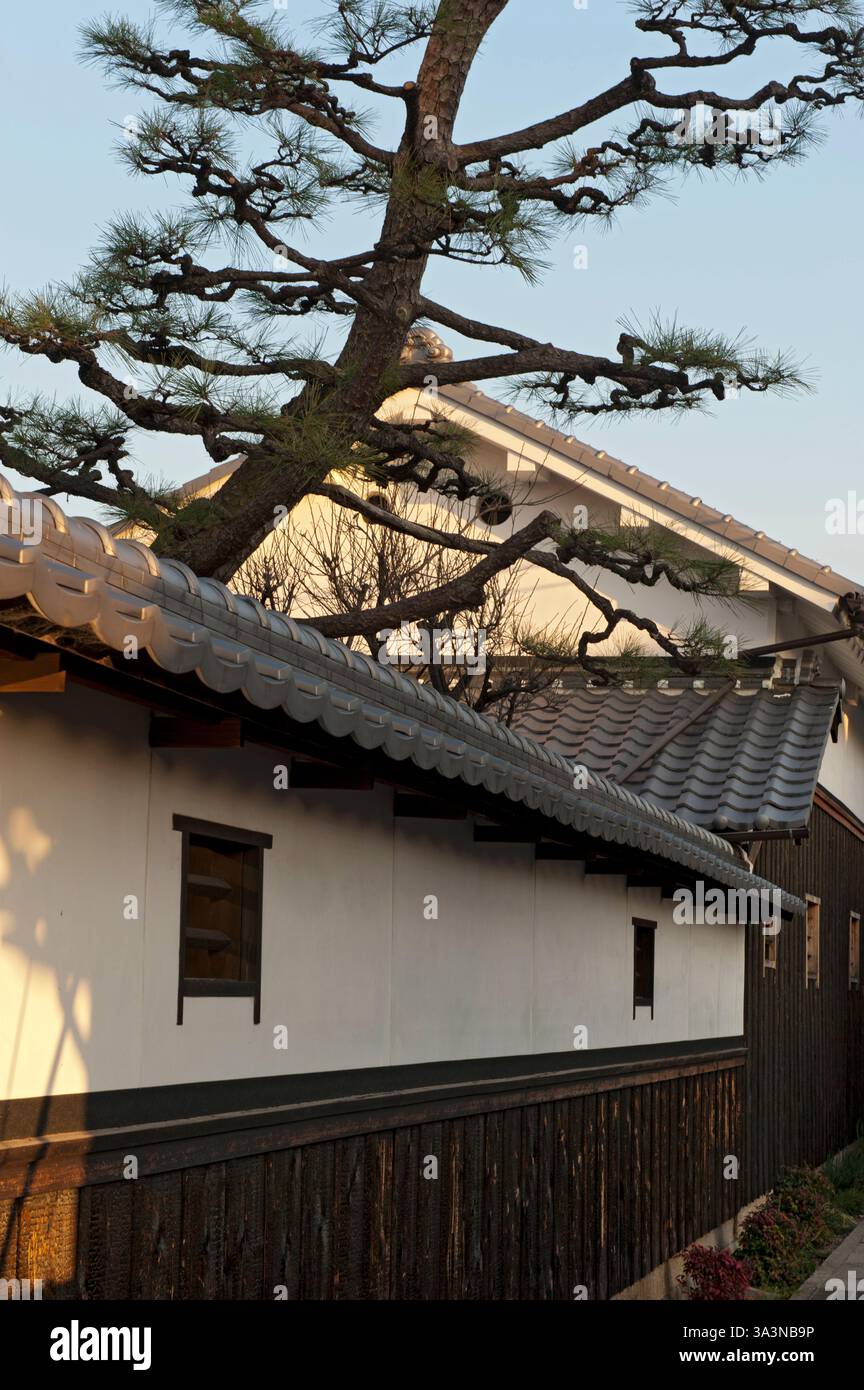Large matsu pine tree rising up from behind a wall at a traditional ...