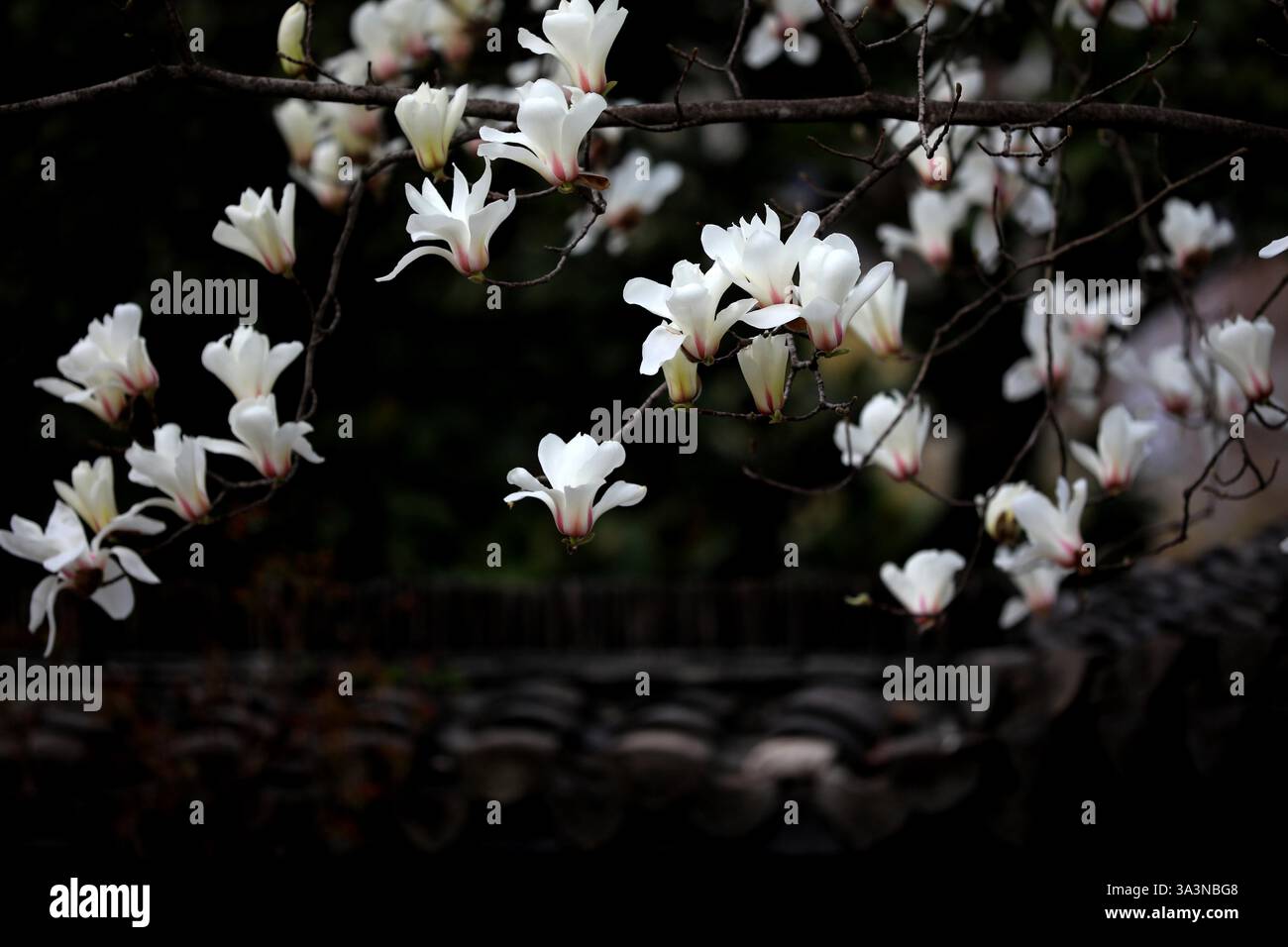 Magnolia flowers bloom at a park in Huai'an City, east China's Jiangsug ...