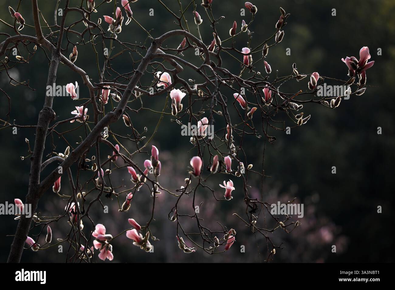Magnolia flowers bloom at a park in Huai'an City, east China's Jiangsug ...