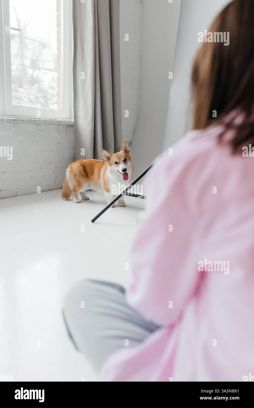 A playful and energetic corgi dog happily engages with a stick ...