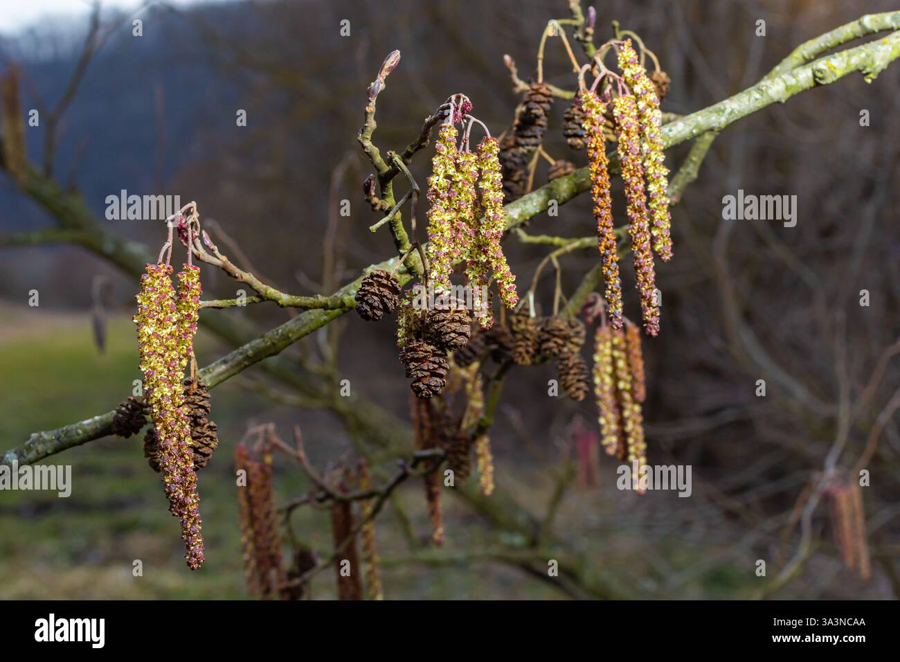 Small branch of black alder Alnus glutinosa with male catkins and ...