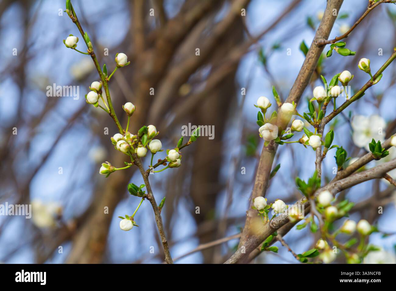 Prunus Cerasifera Blooming white plum tree. White flowers of Prunus ...