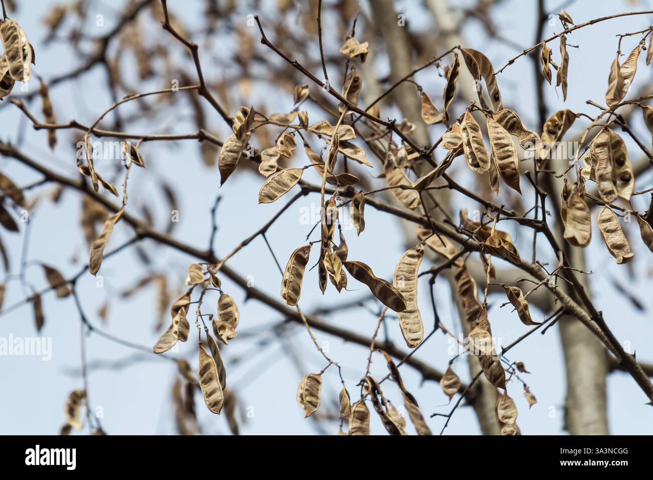 Close up of a brown color 'Robinia pseudoacacia' seed pod against a ...