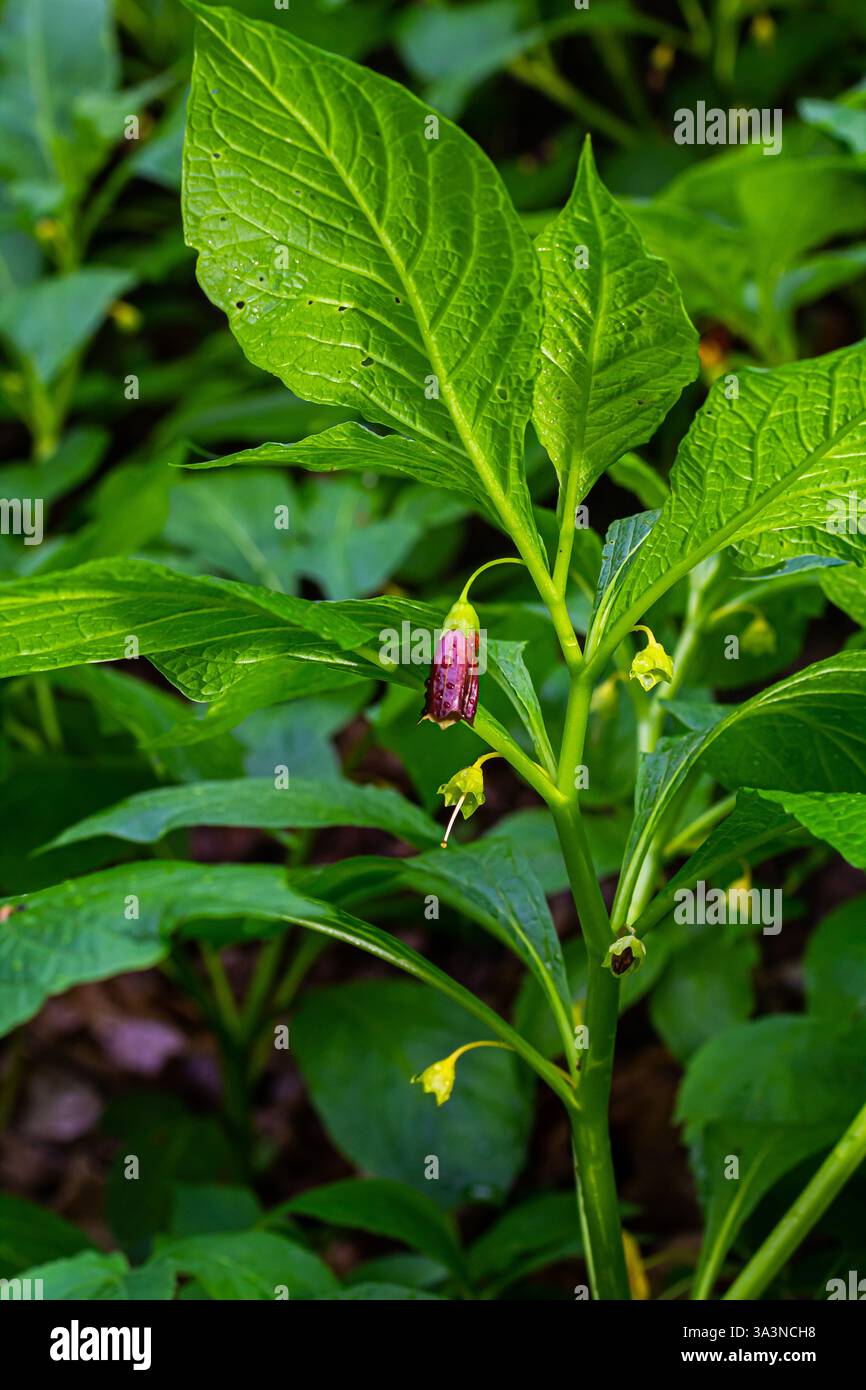 Scopolia carniolica, the European scopolia or henbane bell, is a ...