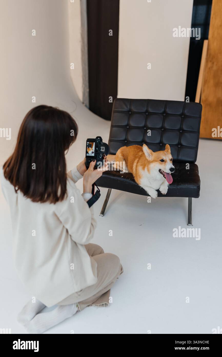 A person captures a playful and lively corgi while it poses cutely in a ...