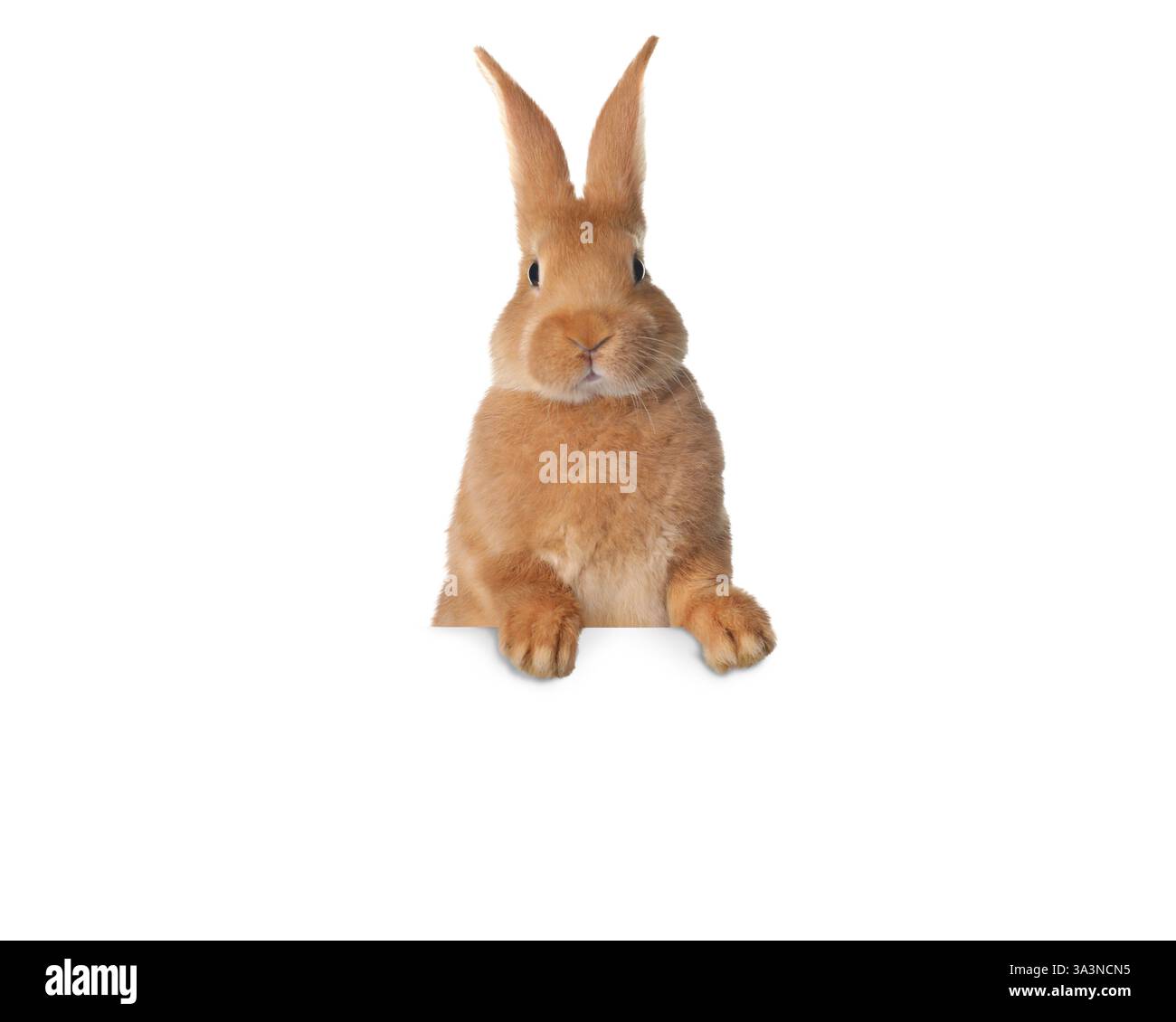 Cute fluffy rabbit peeking out on white background Stock Photo - Alamy