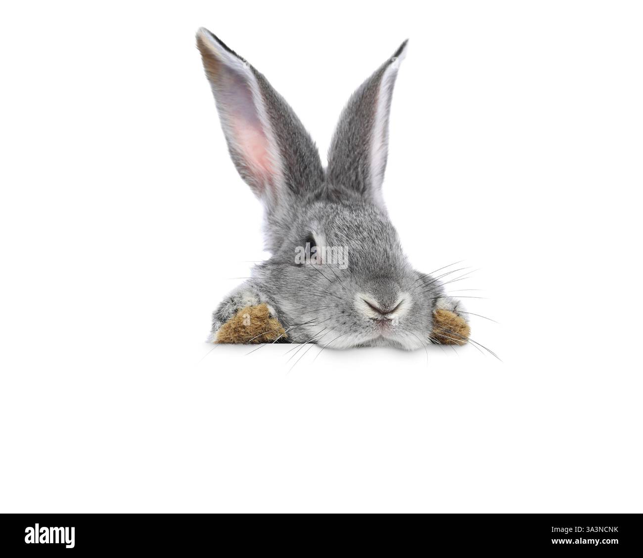 Cute fluffy rabbit peeking out on white background Stock Photo - Alamy