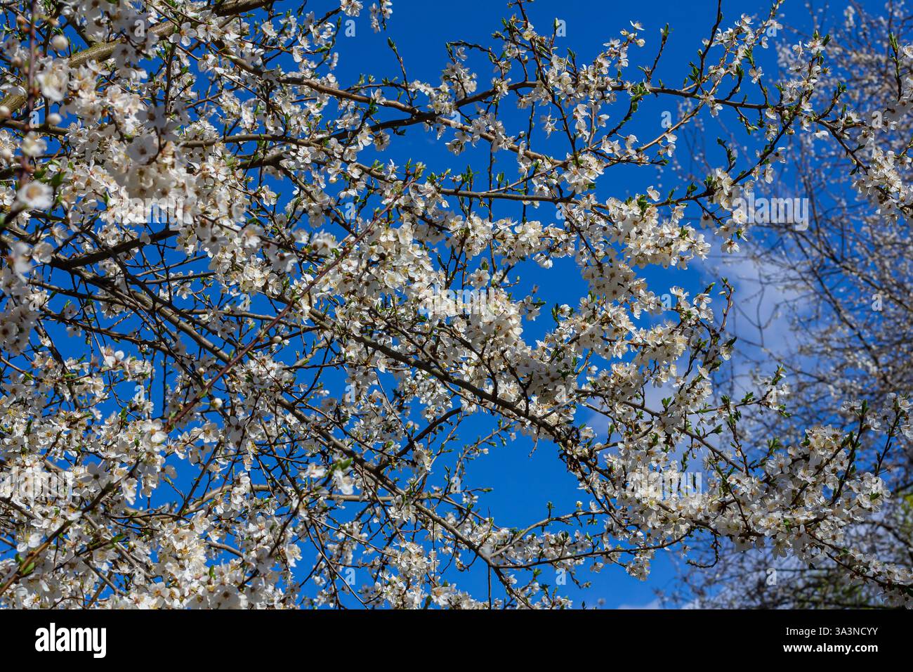 Prunus Cerasifera Blooming white plum tree. White flowers of Prunus ...
