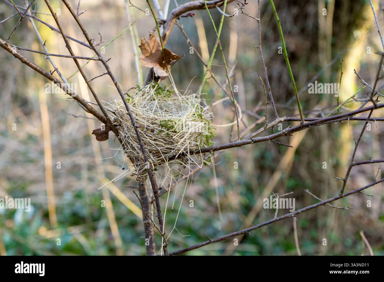 Empty bird's nest on delicate branches of a shrub in the forest in ...
