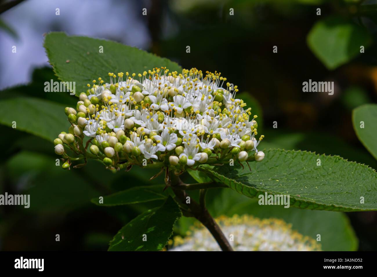 White inflorescence of on a branch of a plant called Viburnum lantana ...