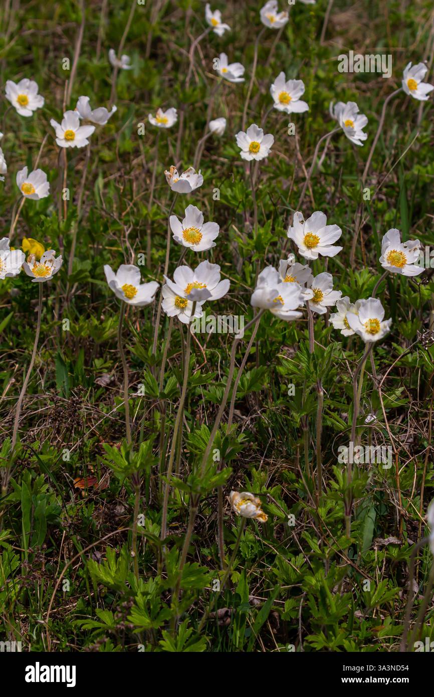 Anemonoides sylvestris Anemone sylvestris, known as snowdrop anemone or ...