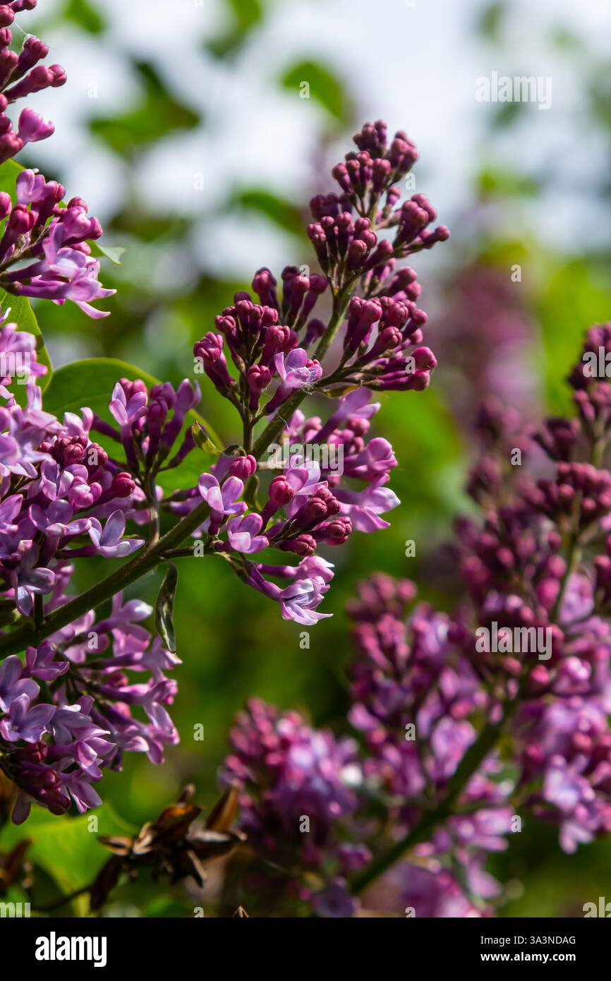 Common Lilac Syringa vulgaris blooming with violet-purple double ...