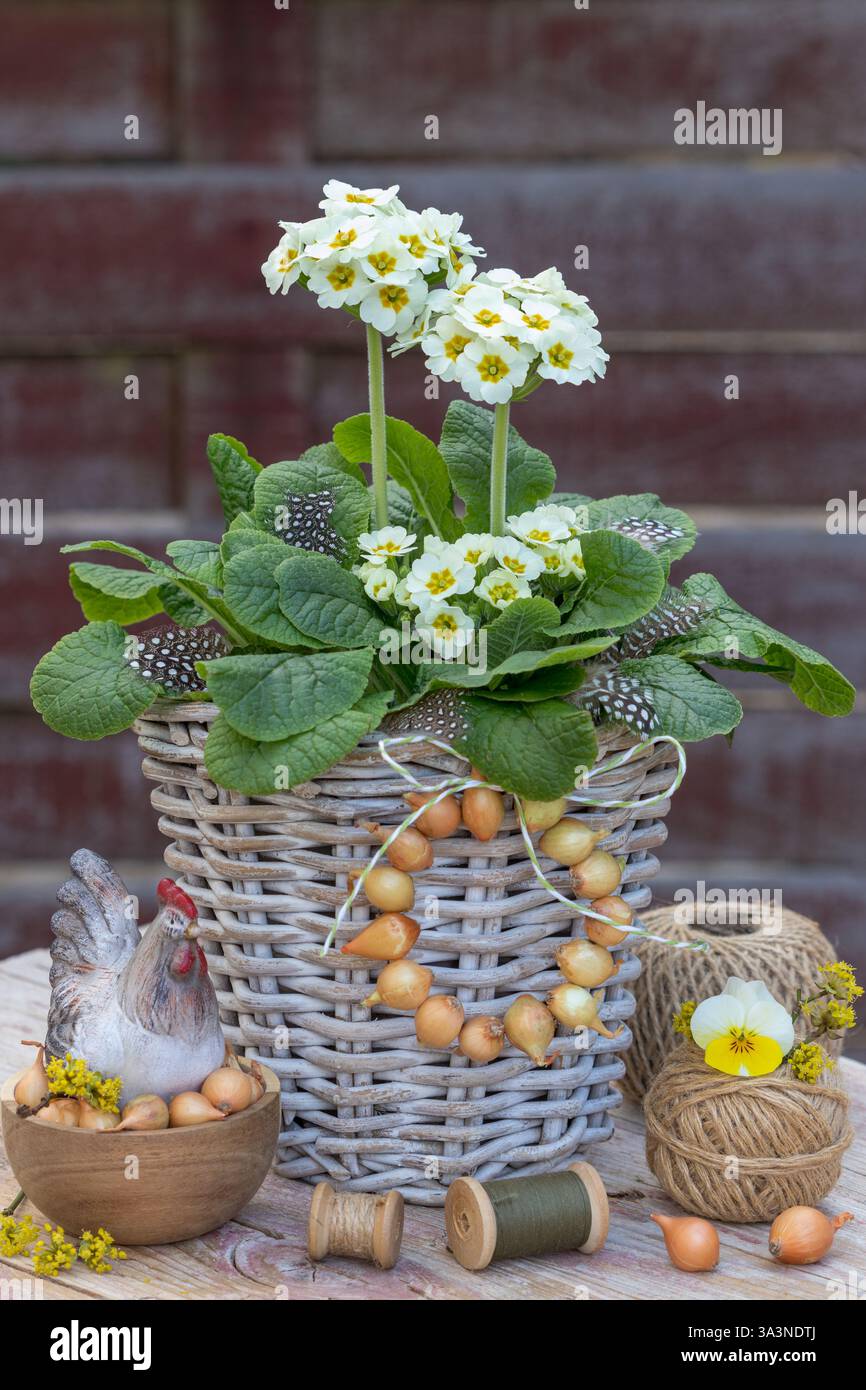 white cowslip primrose in a baket decorated with onion sets Stock Photo ...