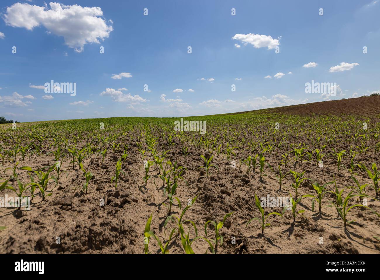 new corn harvest in the summer, growing a new crop of sweet corn for ...