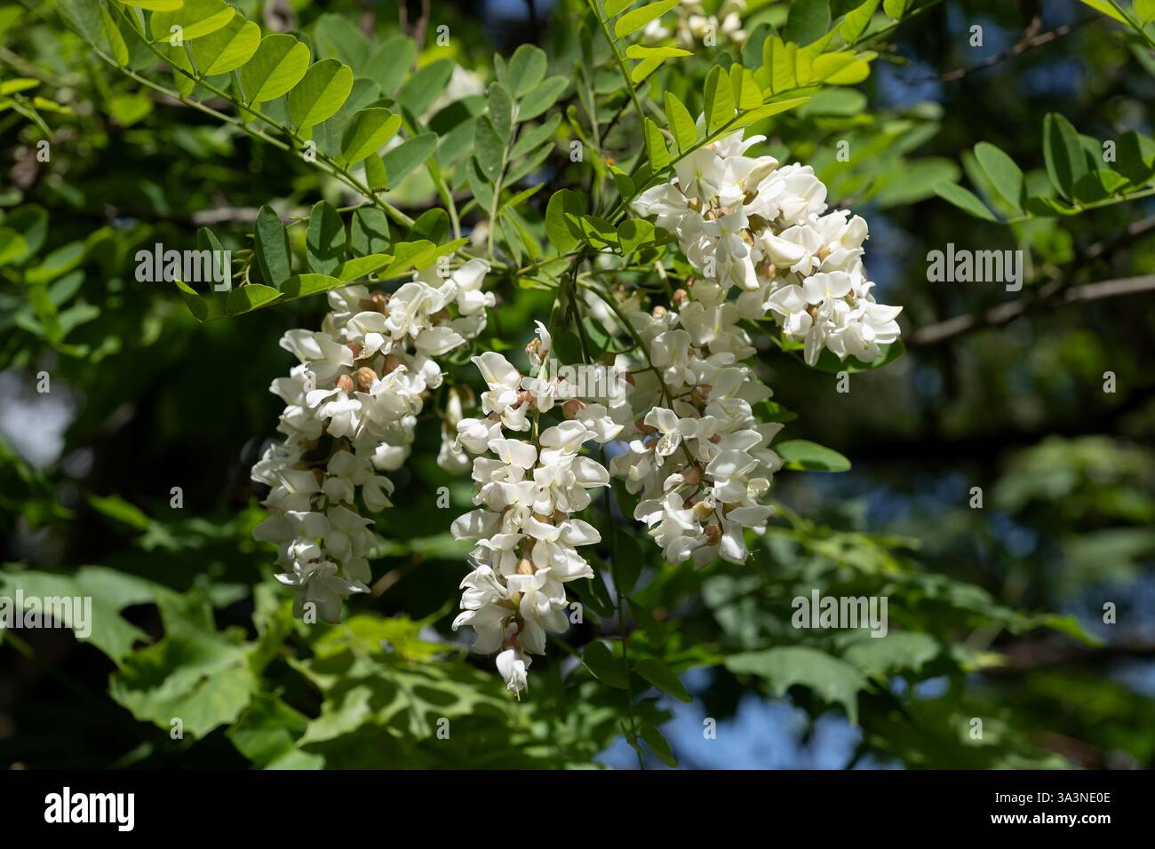 Blooming white flowers and leaves in spring of Robinia pseudoacacia ...
