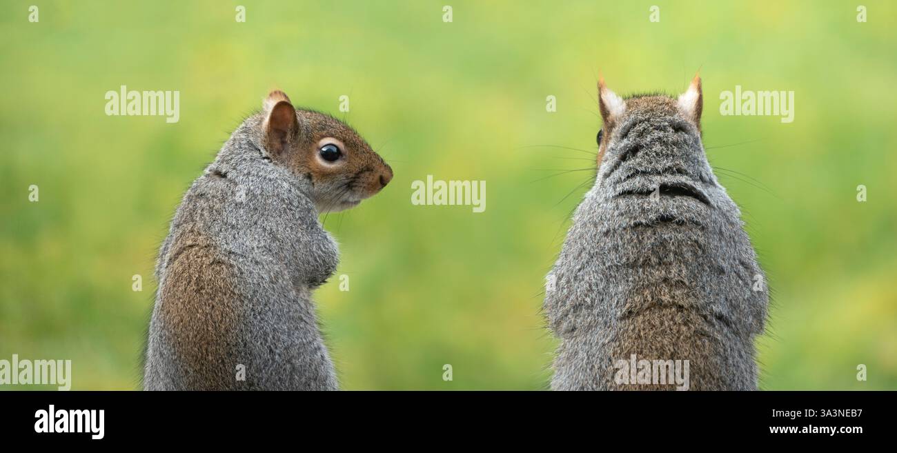 Two seated grey squirrels with backs to camera with one looking ...