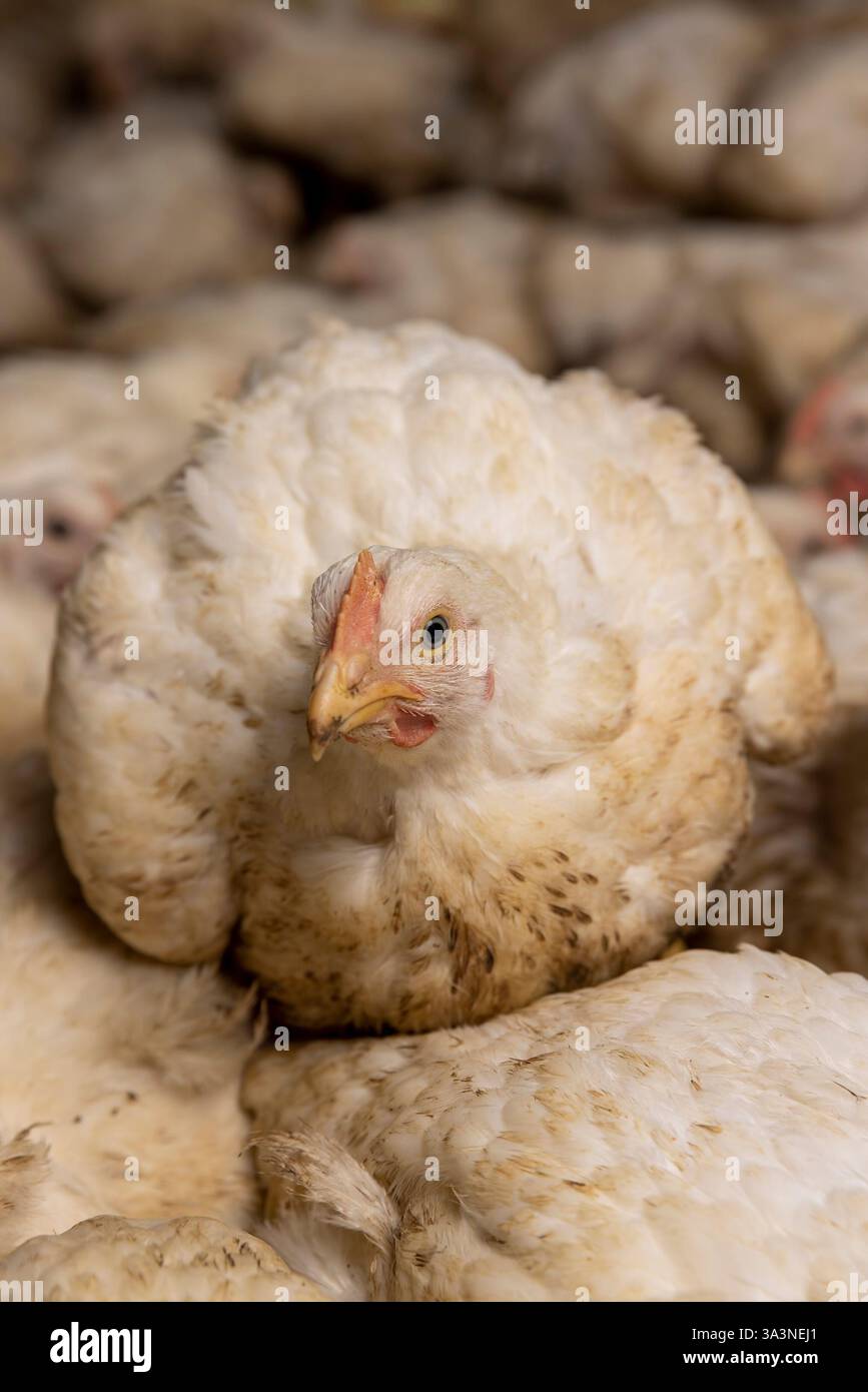chickens in a poultry farm without cages, a large number of fat, well-fed poultry chickens in a ...