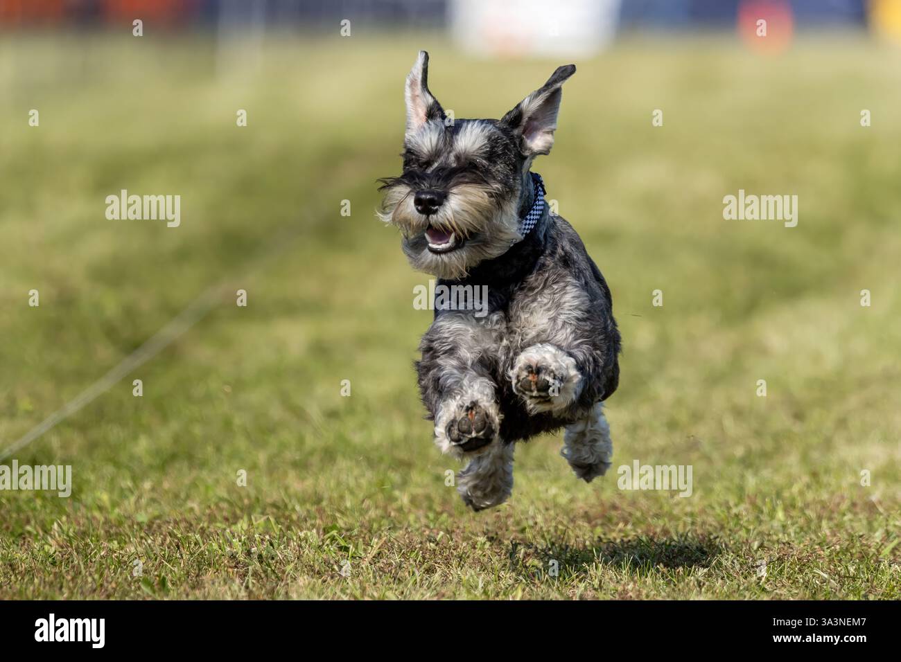 Miniature Schnauzer Running Lure Course Sprint Dog Sport Stock Photo ...