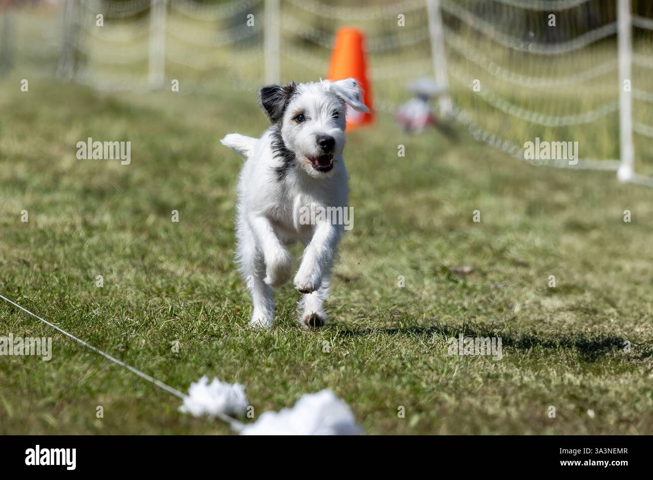 Rough jack russell terrier hi-res stock photography and images - Alamy