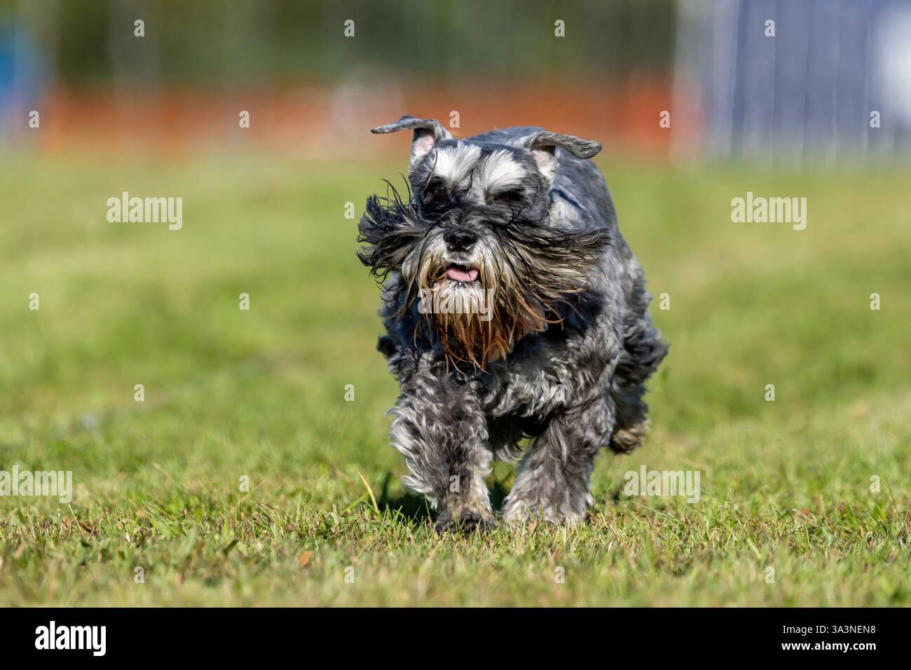 Schnauzer mini running hi-res stock photography and images - Alamy