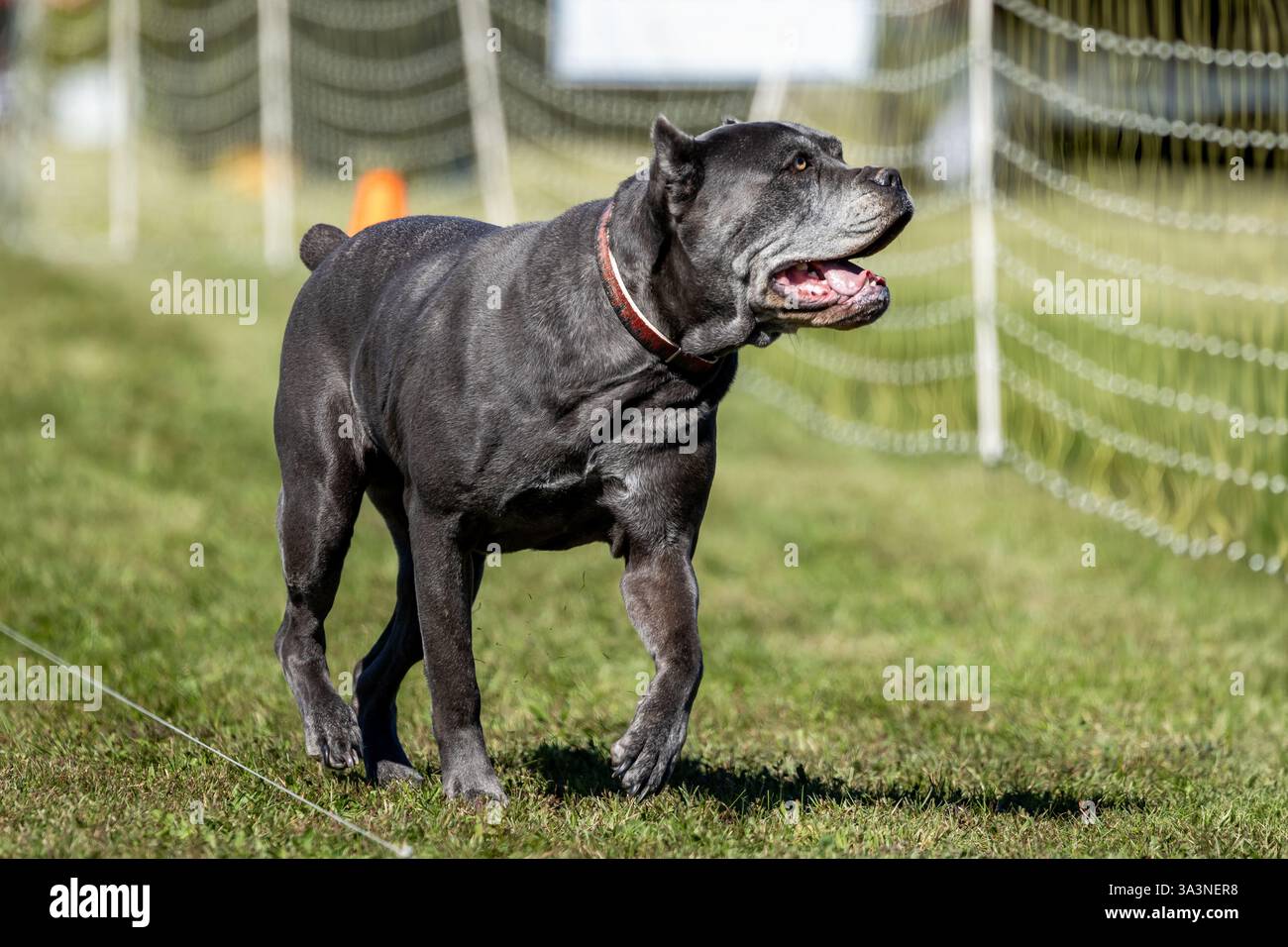 Cane Corso Running Lure Course Sprint Dog Sport Stock Photo - Alamy
