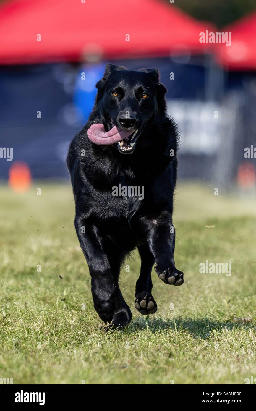 Black German Shepherd Running Lure Course Sprint Dog Sport Stock Photo ...