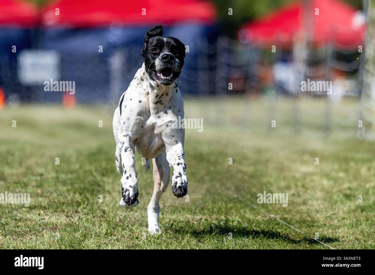 English pointer hi-res stock photography and images - Alamy