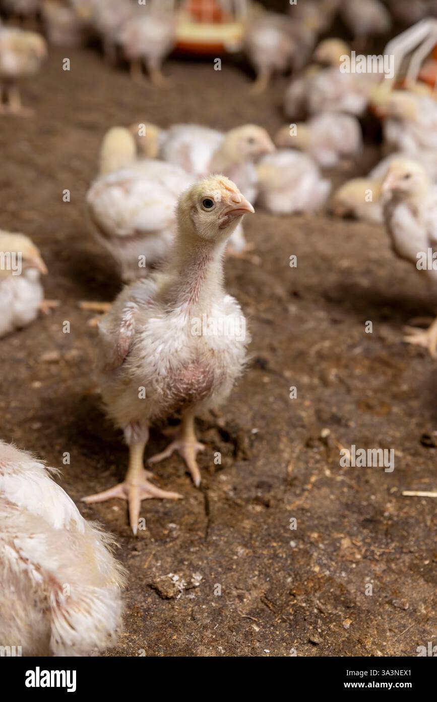 a poultry farm where broiler chickens are grown for industrial meat ...