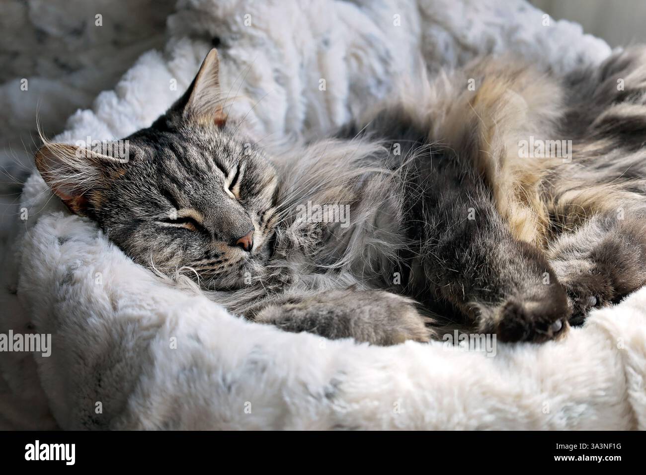 White gray tabby curled hi-res stock photography and images - Alamy