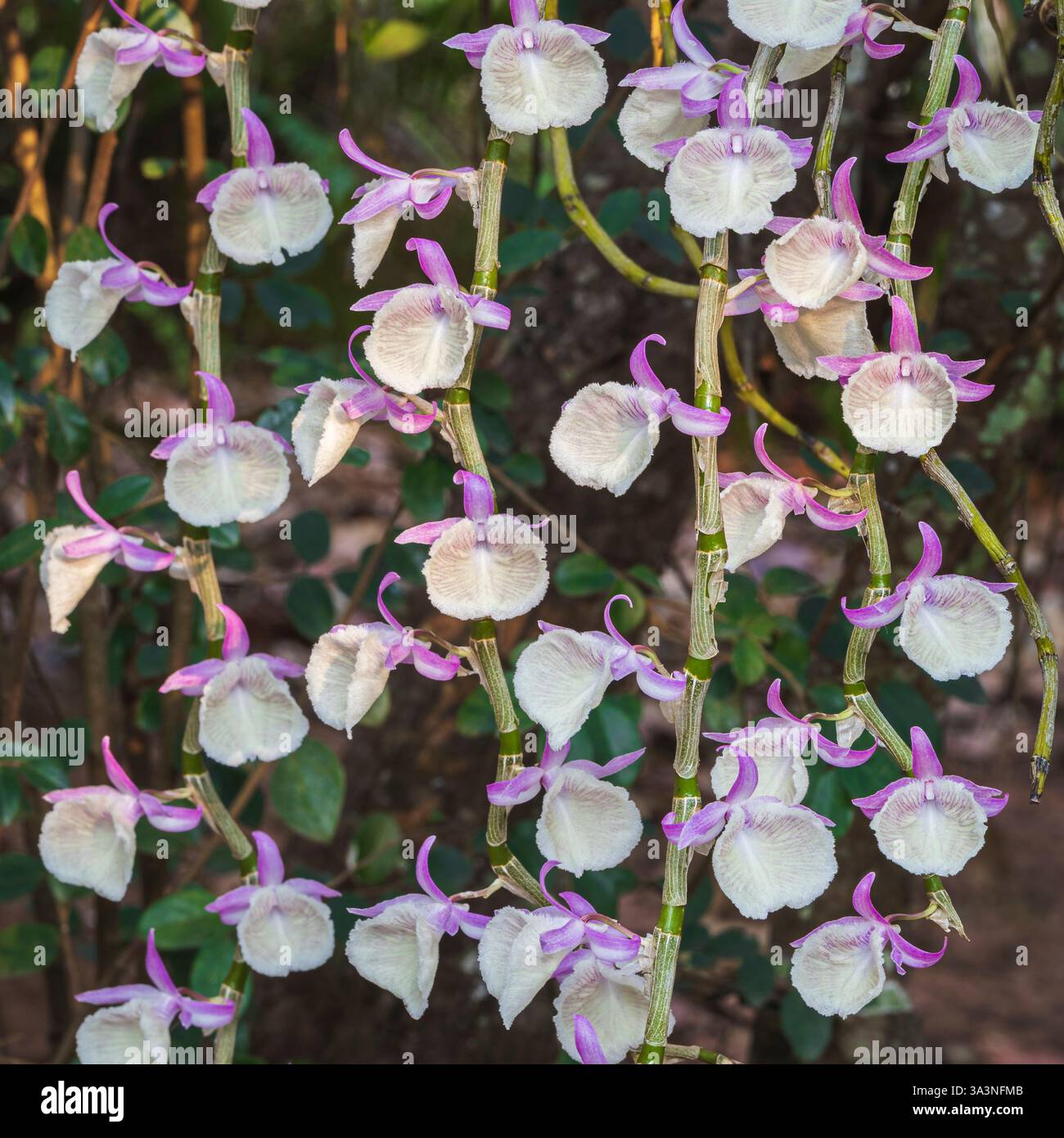 Closeup view of purple pink and creamy white flowers of orchid species ...