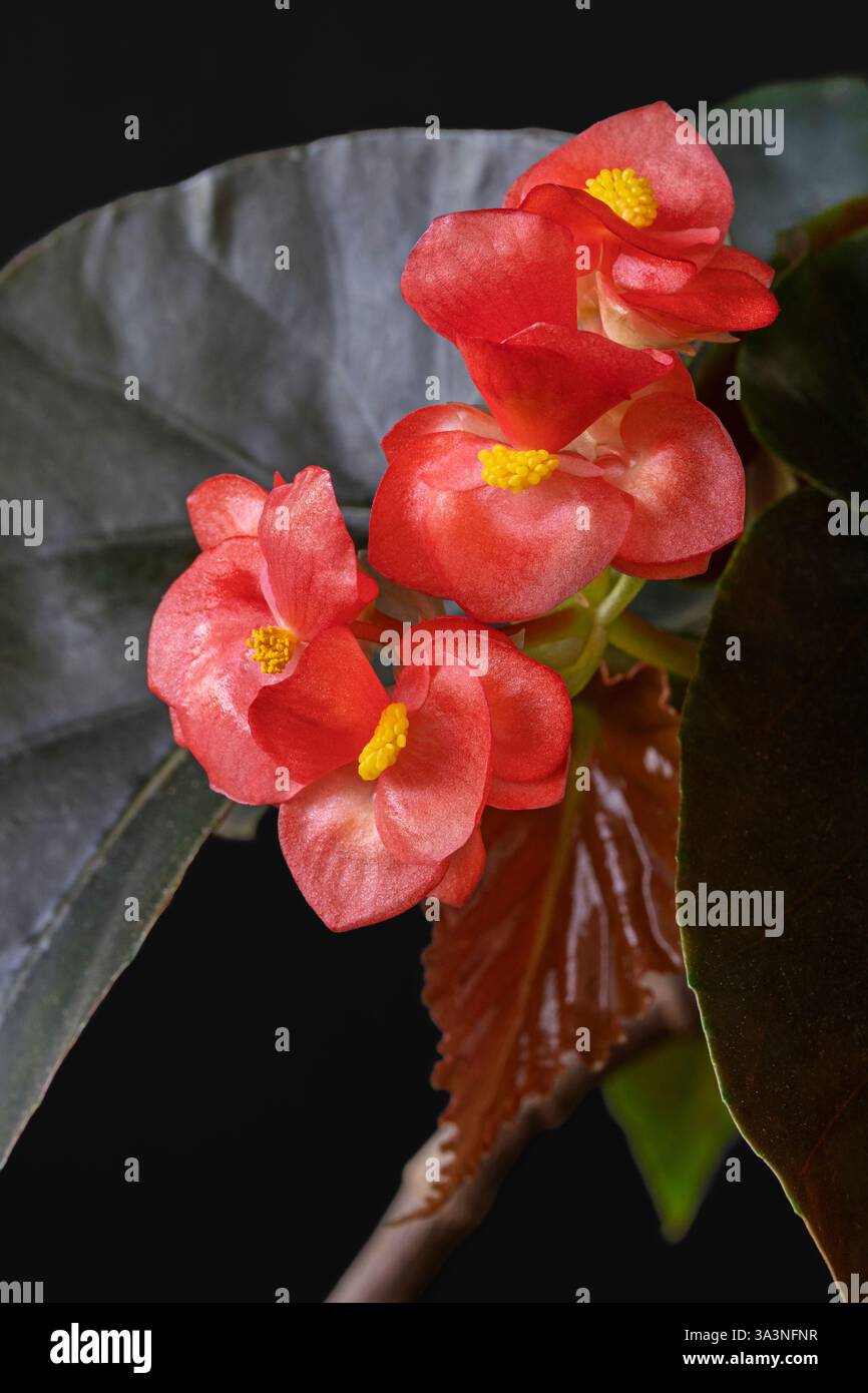 Closeup view of fresh red pink flowers of blooming angel wing cane ...