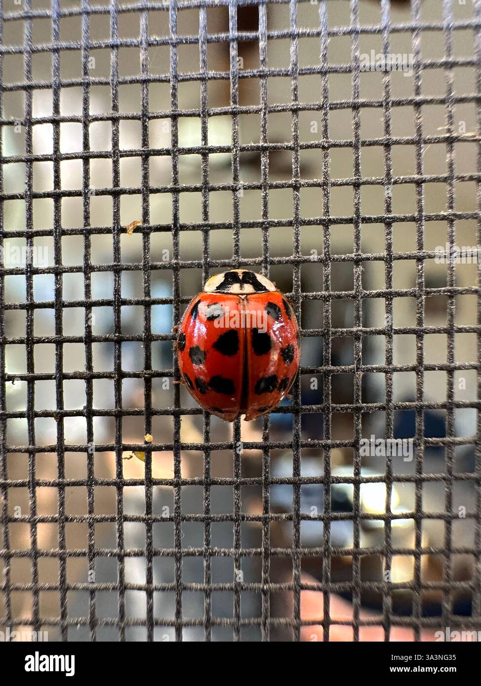 Ladybug lands on screendoor in Texas Stock Photo - Alamy