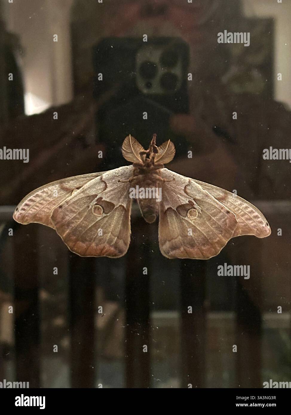 Silk moths hi-res stock photography and images - Alamy