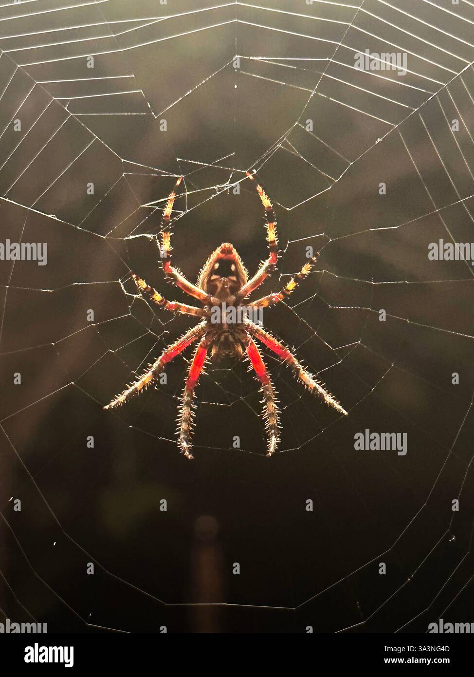Red spider webs hi-res stock photography and images - Alamy