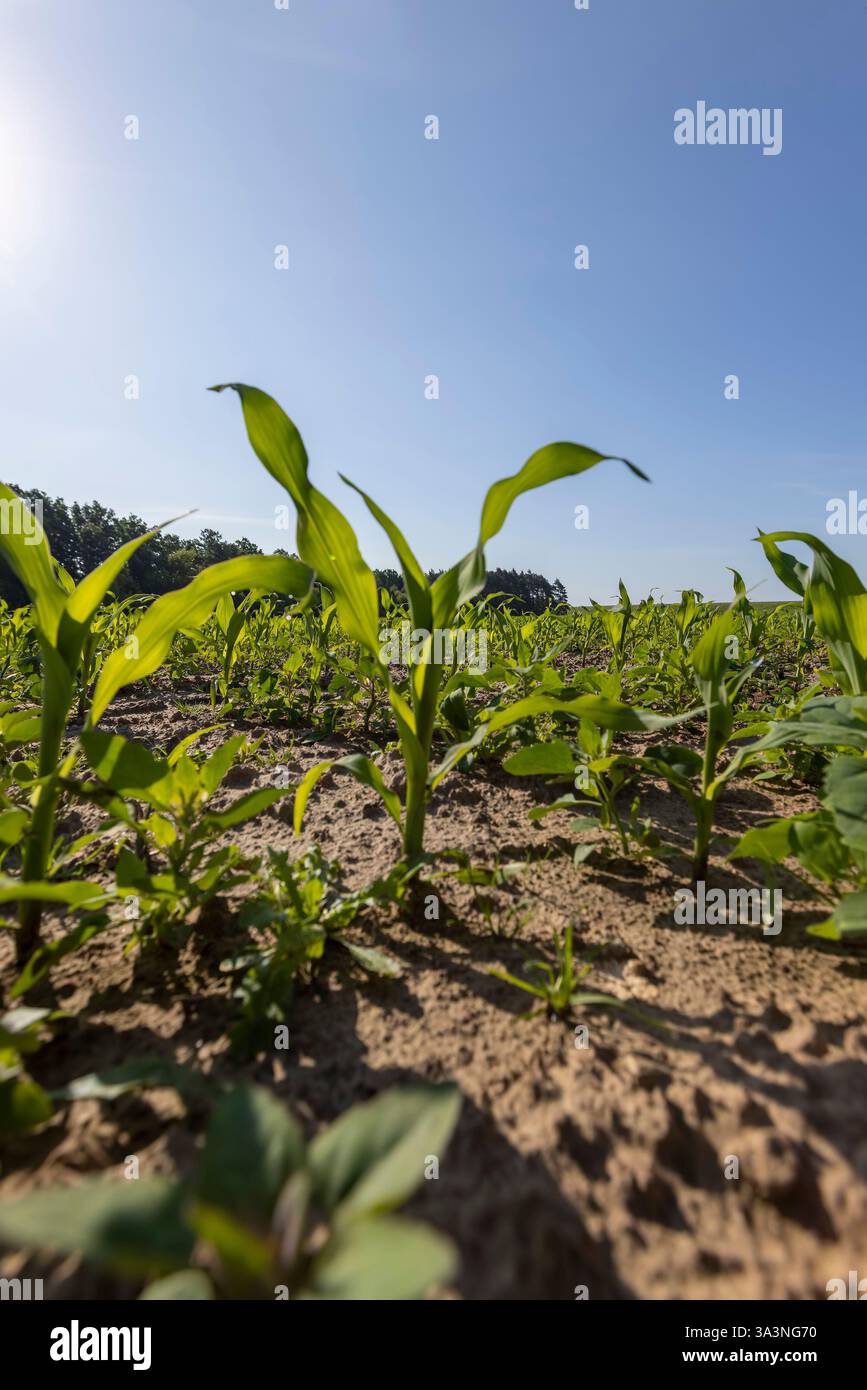 green corn field with young sweet corn sprouts near the forest, sunny ...