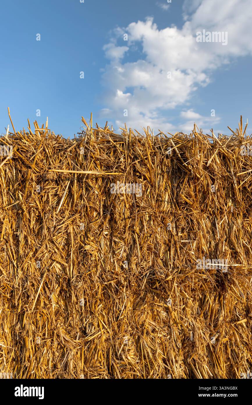 square stacks of golden wheat straw in a field at sunset , rectangular ...
