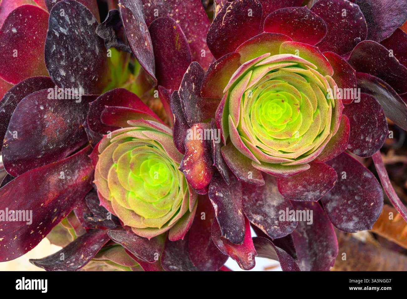 Green and red rosettes of Aeonium arboreum, the tree aeonium growing on ...