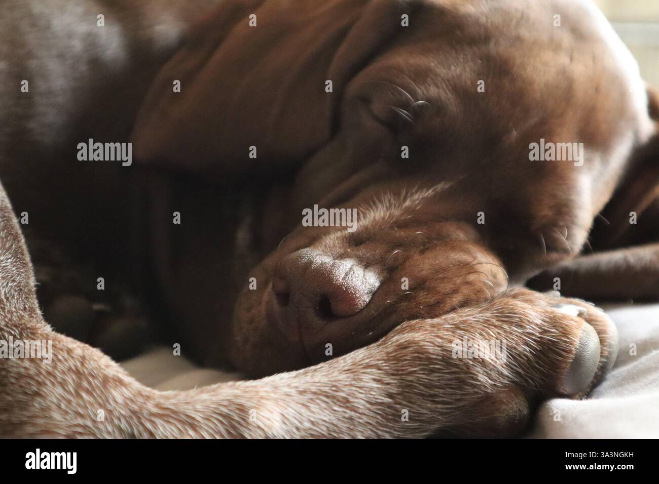 Dog curled up sleeping hi-res stock photography and images - Alamy