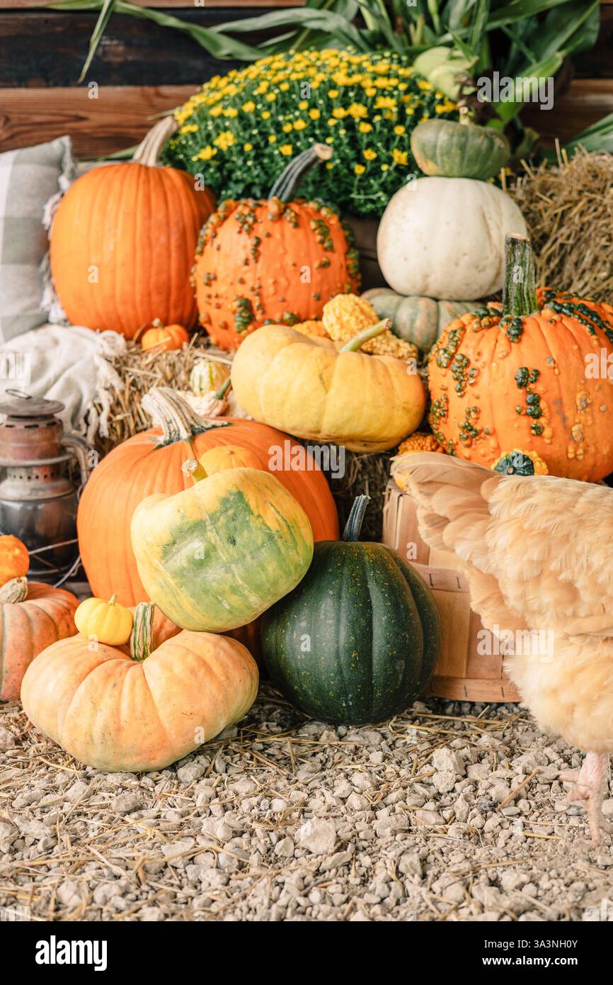 Rustic autumn display with pumpkins, gourds, mums, and chicken Stock ...