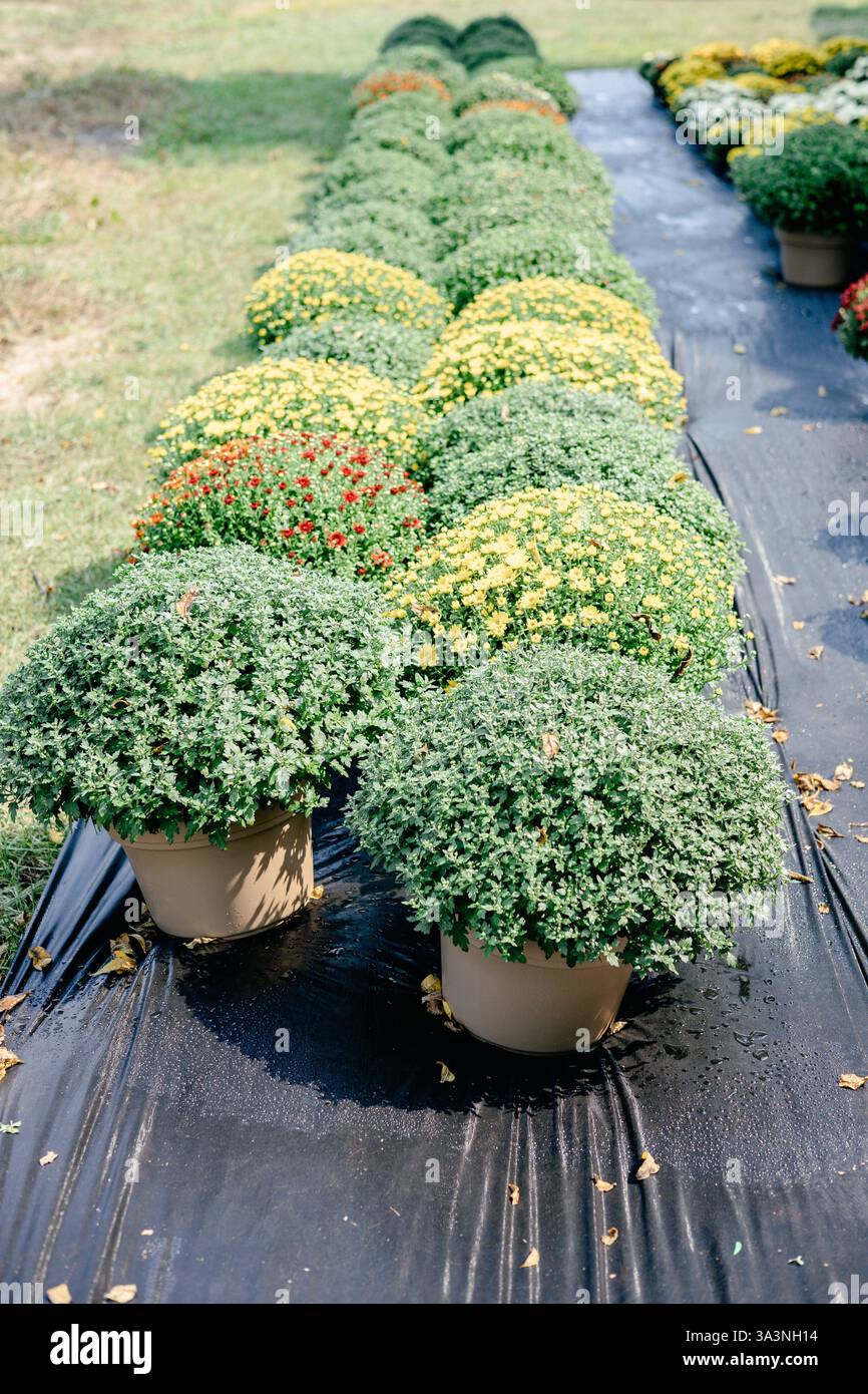 Chrysanthemums flowers mums plants hi-res stock photography and images ...