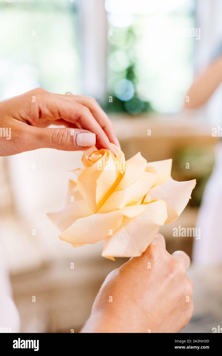 Hand gently arranging a pale peach rose in natural light Stock Photo ...