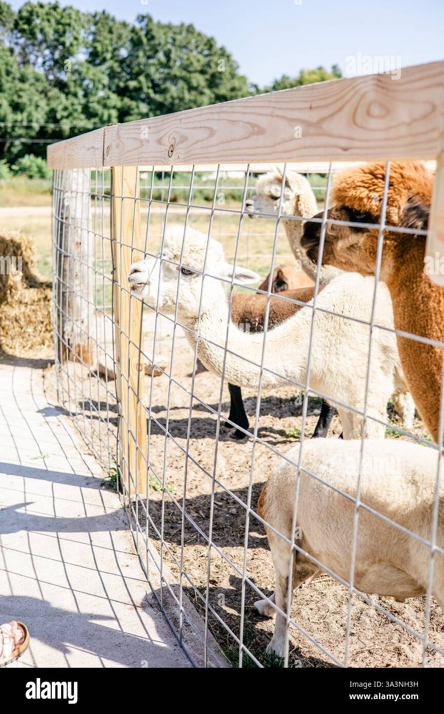 Alpacas behind a wire fence on a sunny day at a farm Stock Photo - Alamy